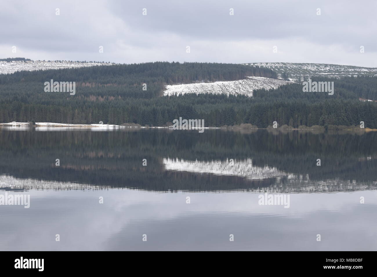 carron valley reservoir Stirlingshire Scotland" "crossbill" "carron ...