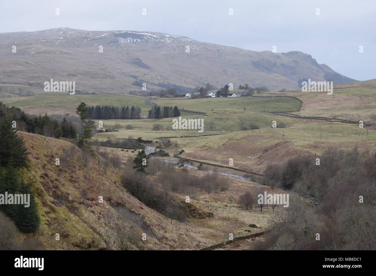 carron valley reservoir Stirlingshire Scotland" "crossbill" "carron ...