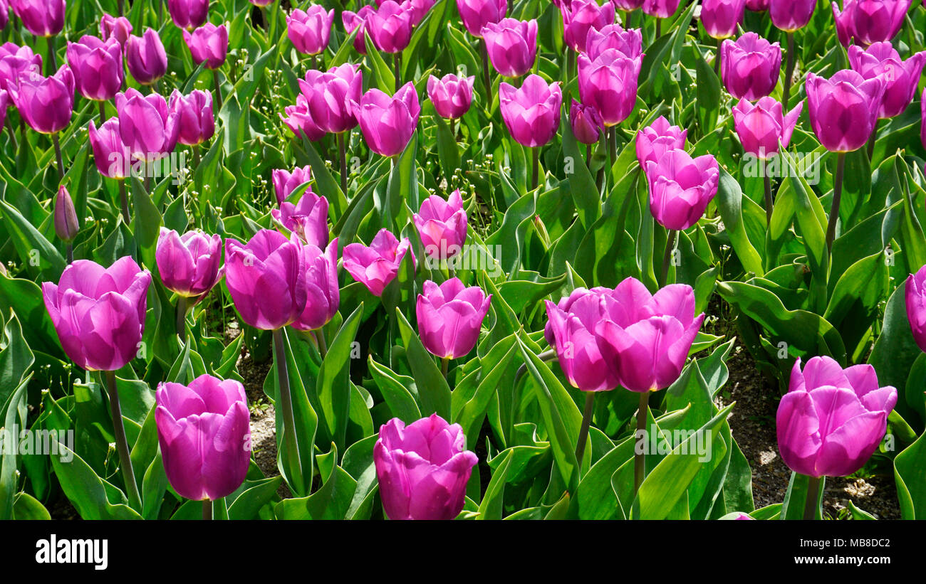 Amiable hi-res stock photography and images - Alamy