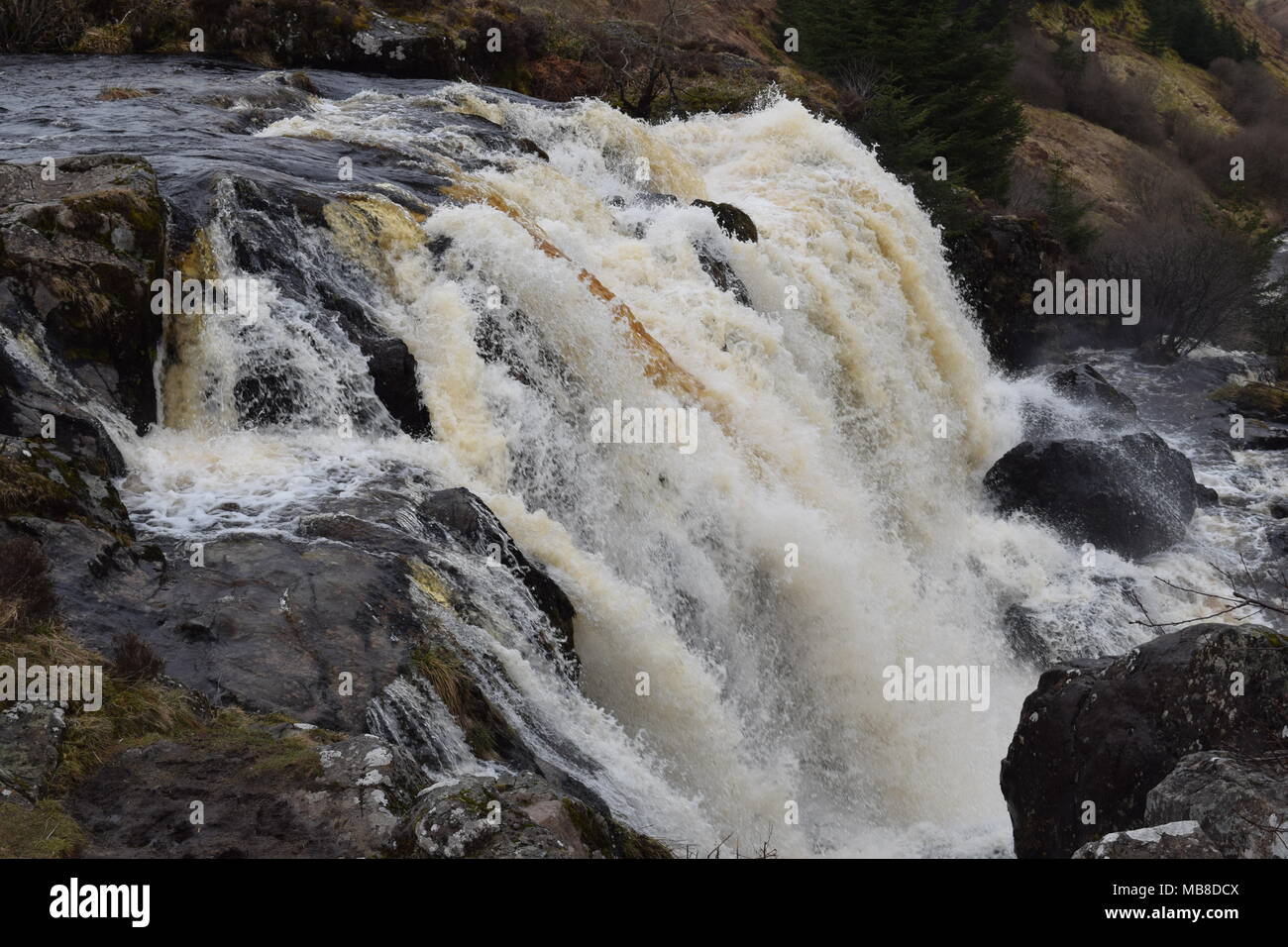 carron valley reservoir Stirlingshire Scotland" "crossbill" "carron ...