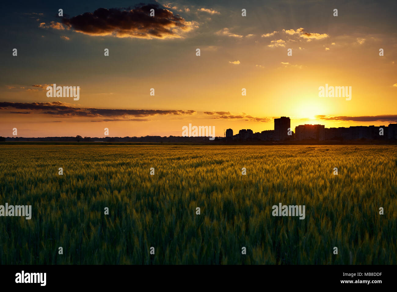 beautiful sunset in the field with houses silhouette on the horizon ...