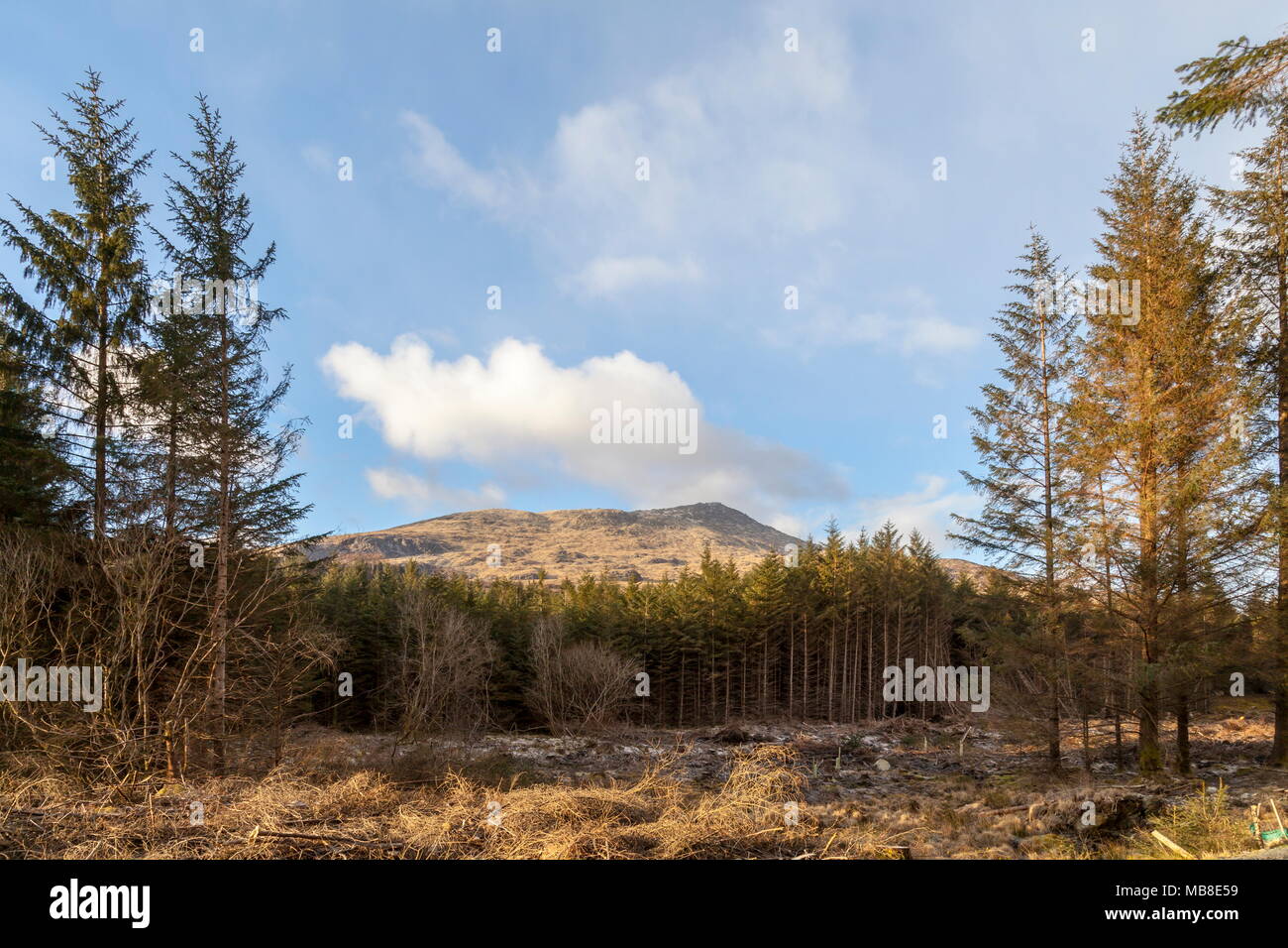 The summit of Moel Siabod can be seen clearly after tree felling ...