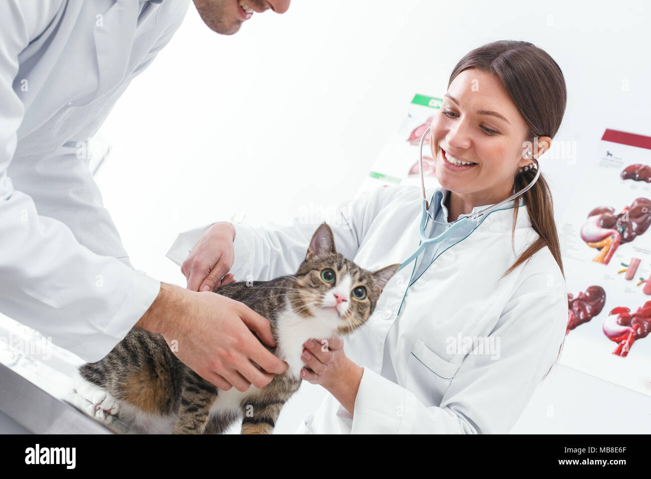 Doctor and toothy smiled woman are examining a sick cat. Veterinary ...