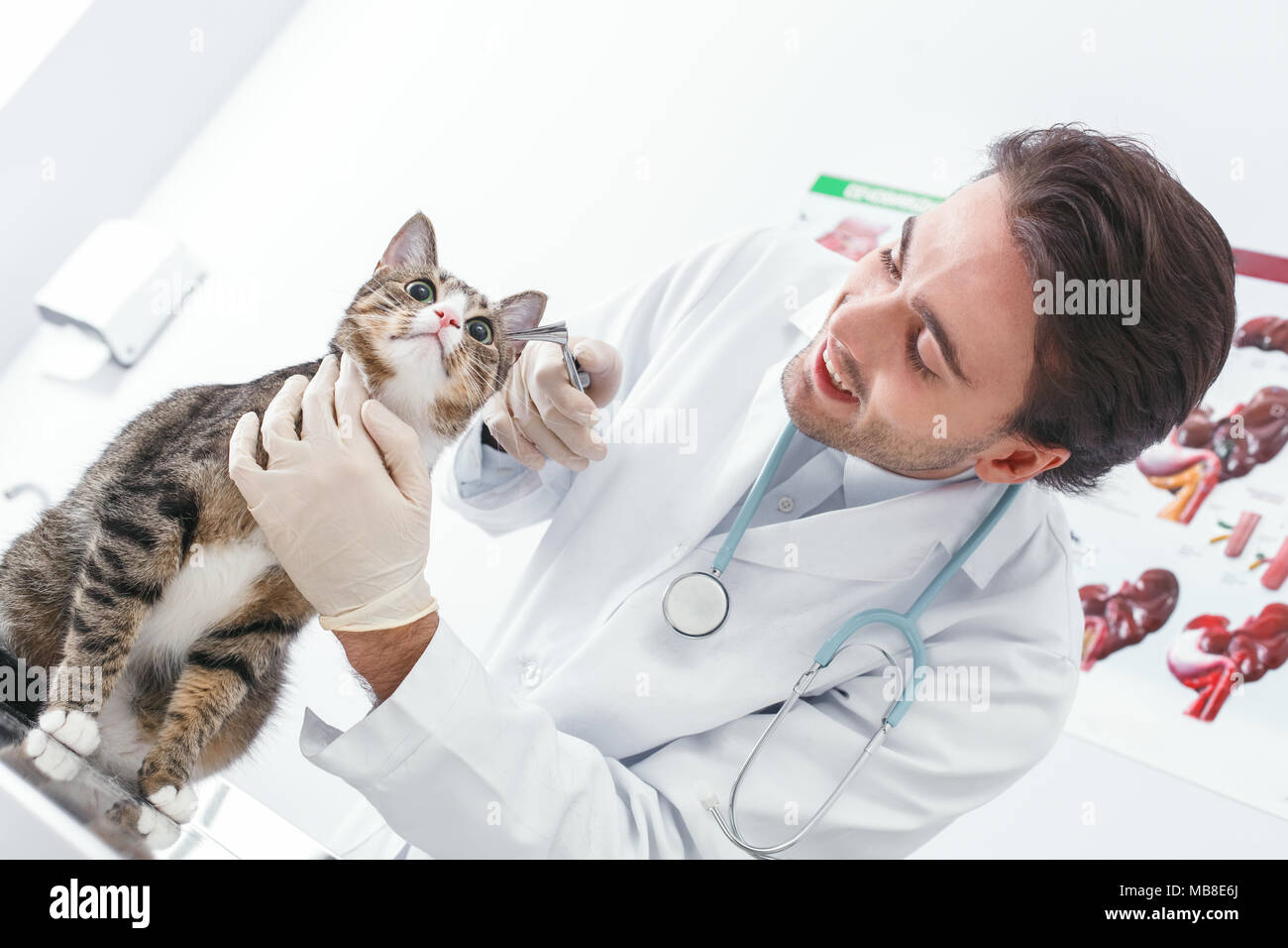 ?at is looked at in the ears. Veterinary clinic concept. Services of a ...