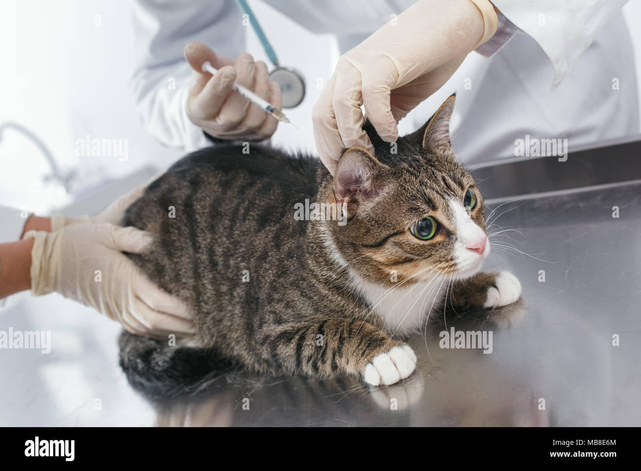 The cat is given injections to get well. Veterinary clinic concept ...
