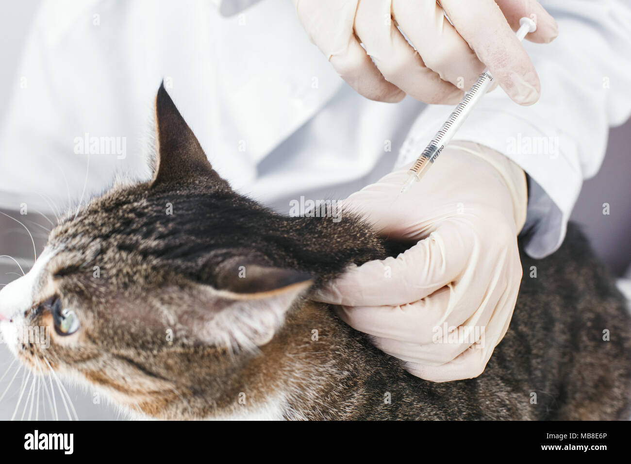 Doctor make injections a cat. Veterinary clinic concept. Services of a ...