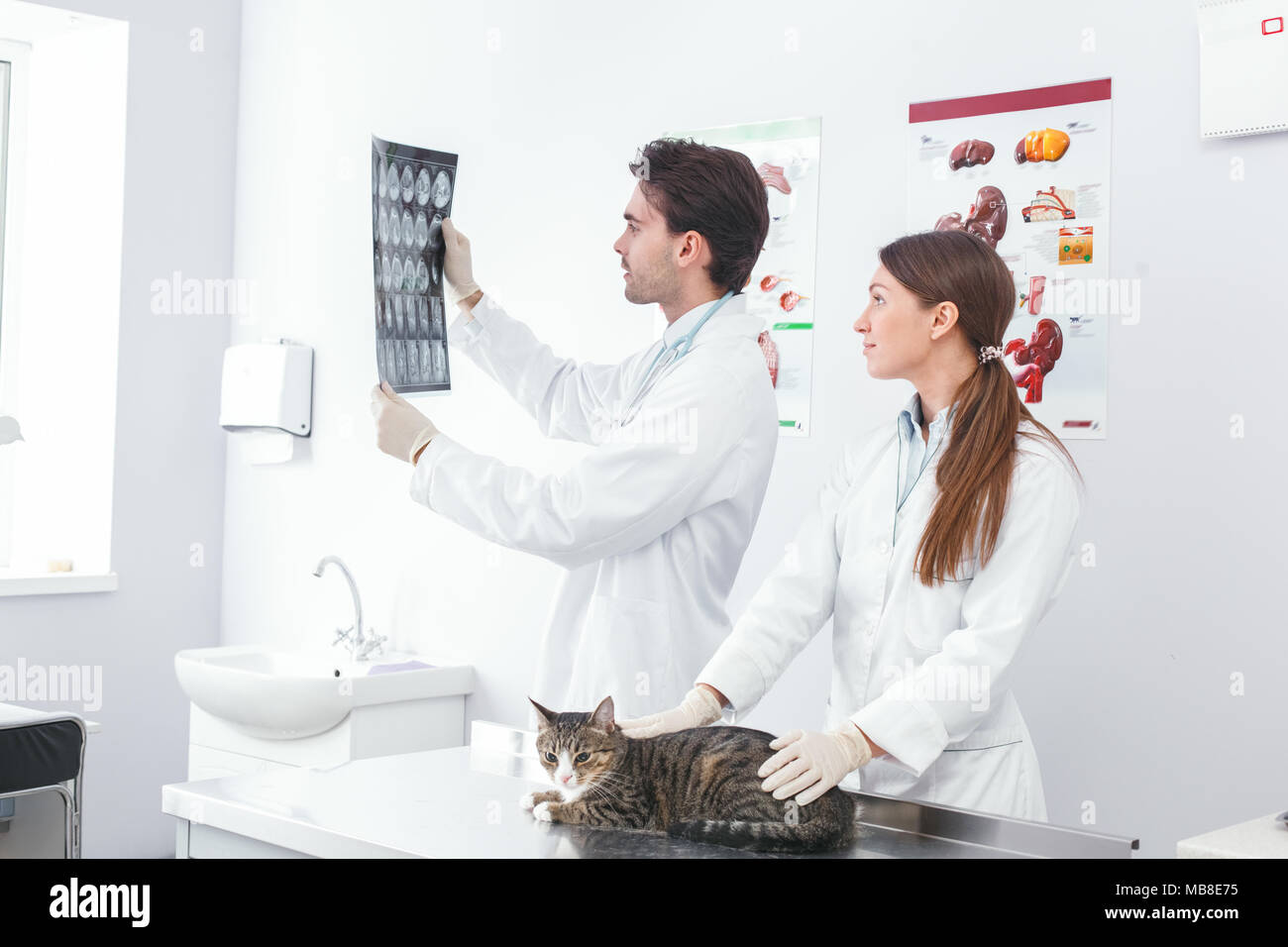 Doctors discuss x-rays of cat pictures. Veterinary clinic concept ...