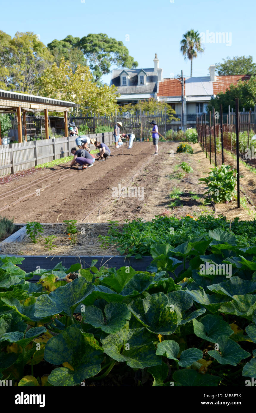 City urban community farm at Camperdown NSW Australia Stock Photo - Alamy