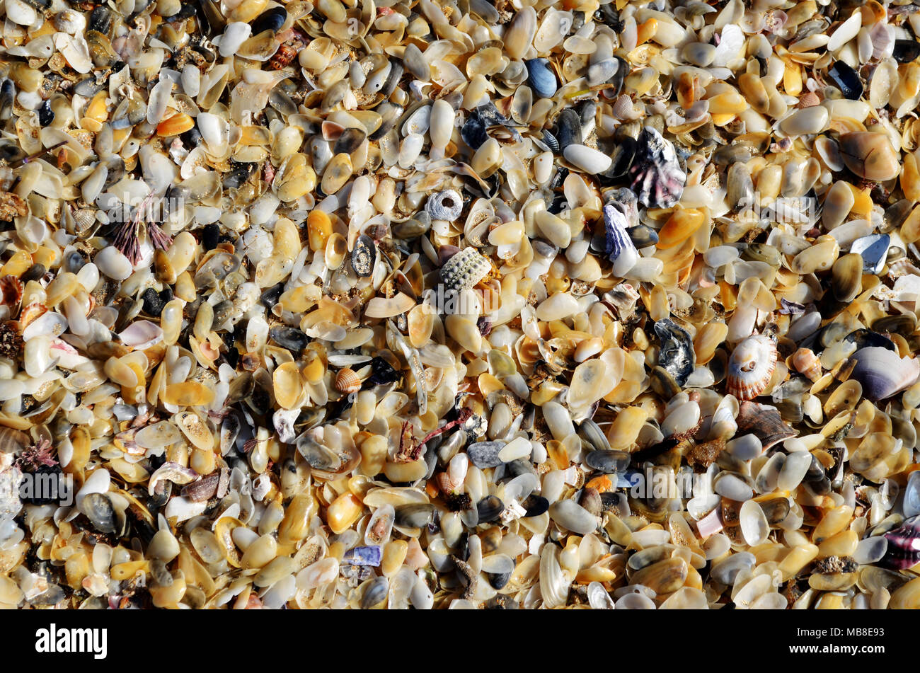 Tiny shells hi-res stock photography and images - Alamy