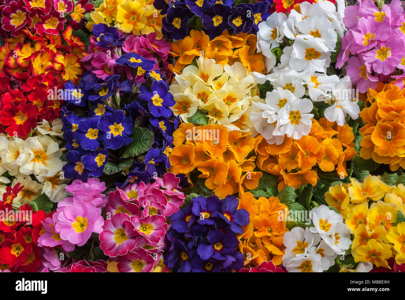 Garden Border Plants Primulas High Resolution Stock Photography and ...