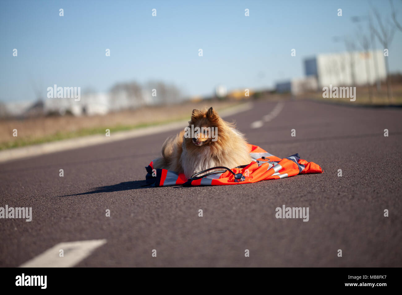 rescue dog is lying on a red medic jacket Stock Photo - Alamy
