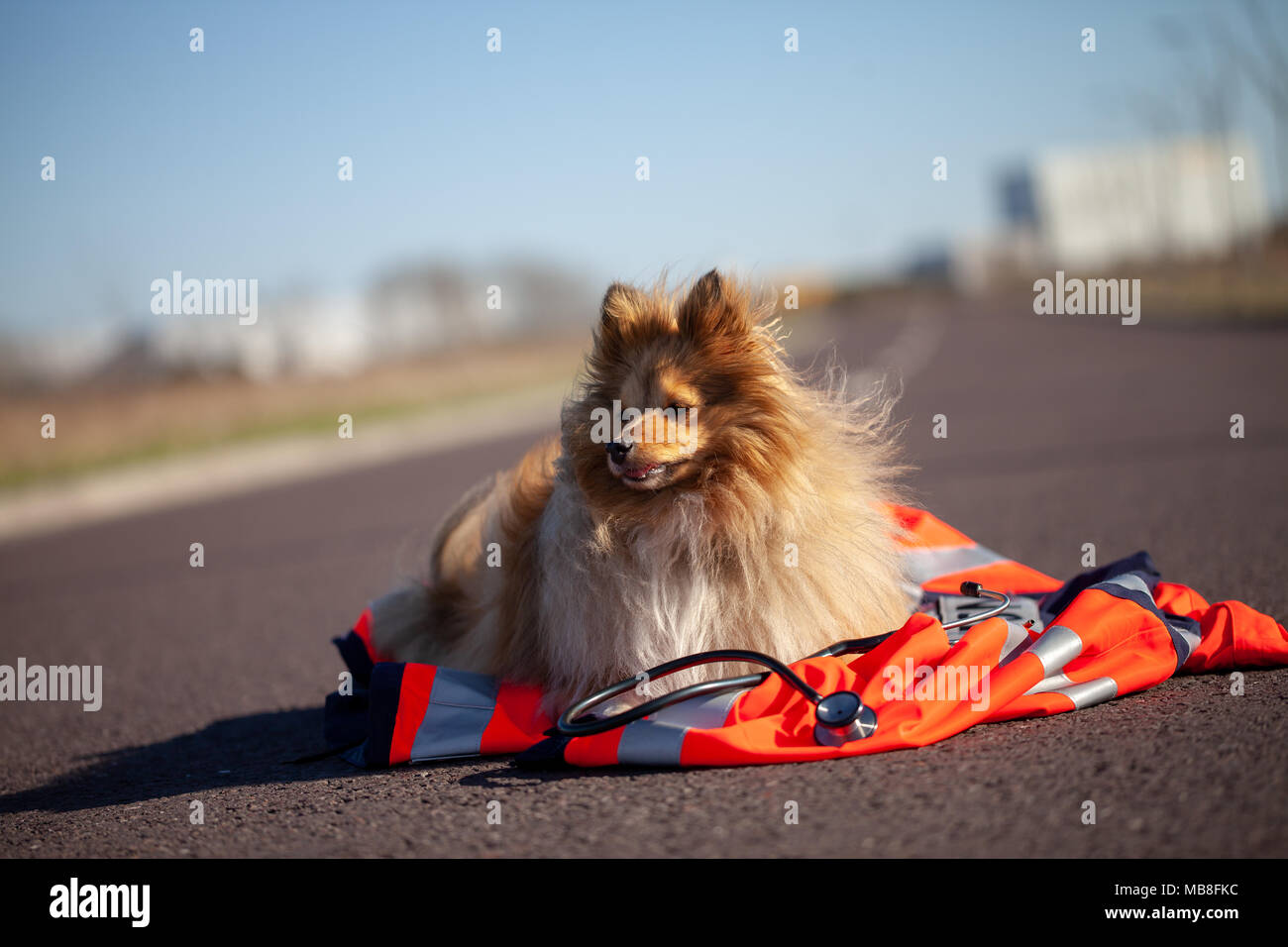 Emergency rescue dog hi-res stock photography and images - Alamy