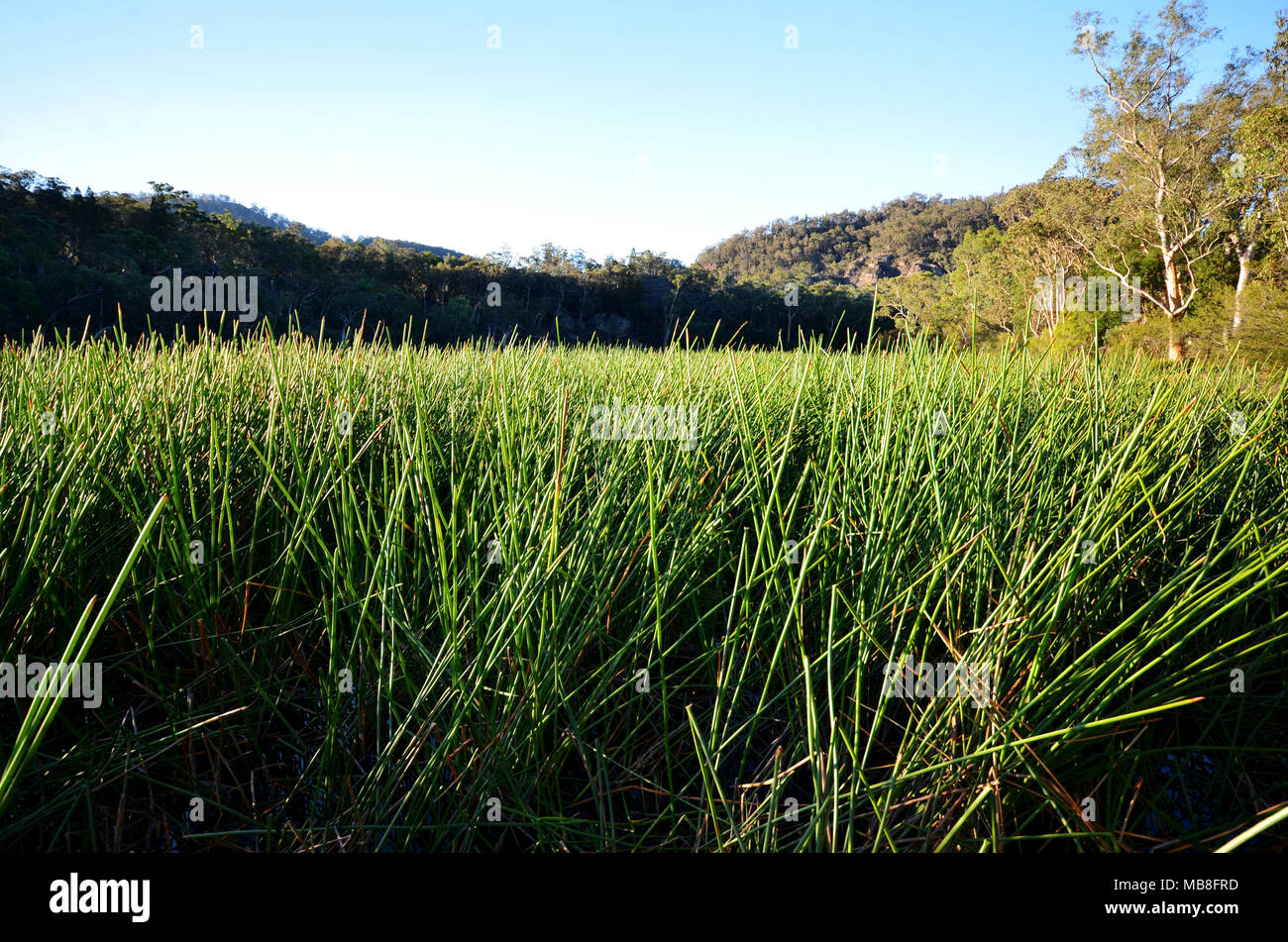 Close up of reeds horizontal landscape Stock Photo - Alamy