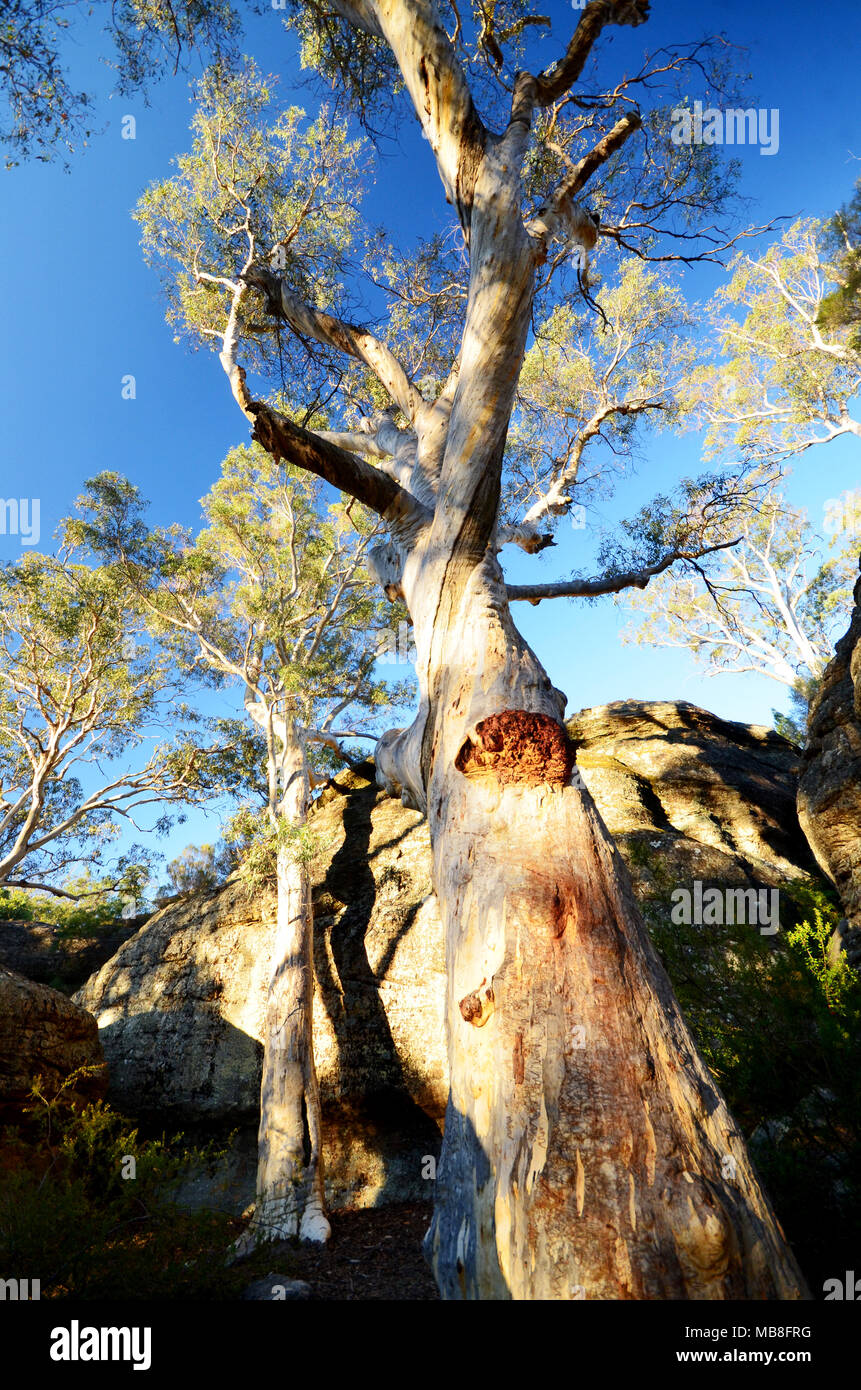 Gum tree looking up Stock Photo - Alamy