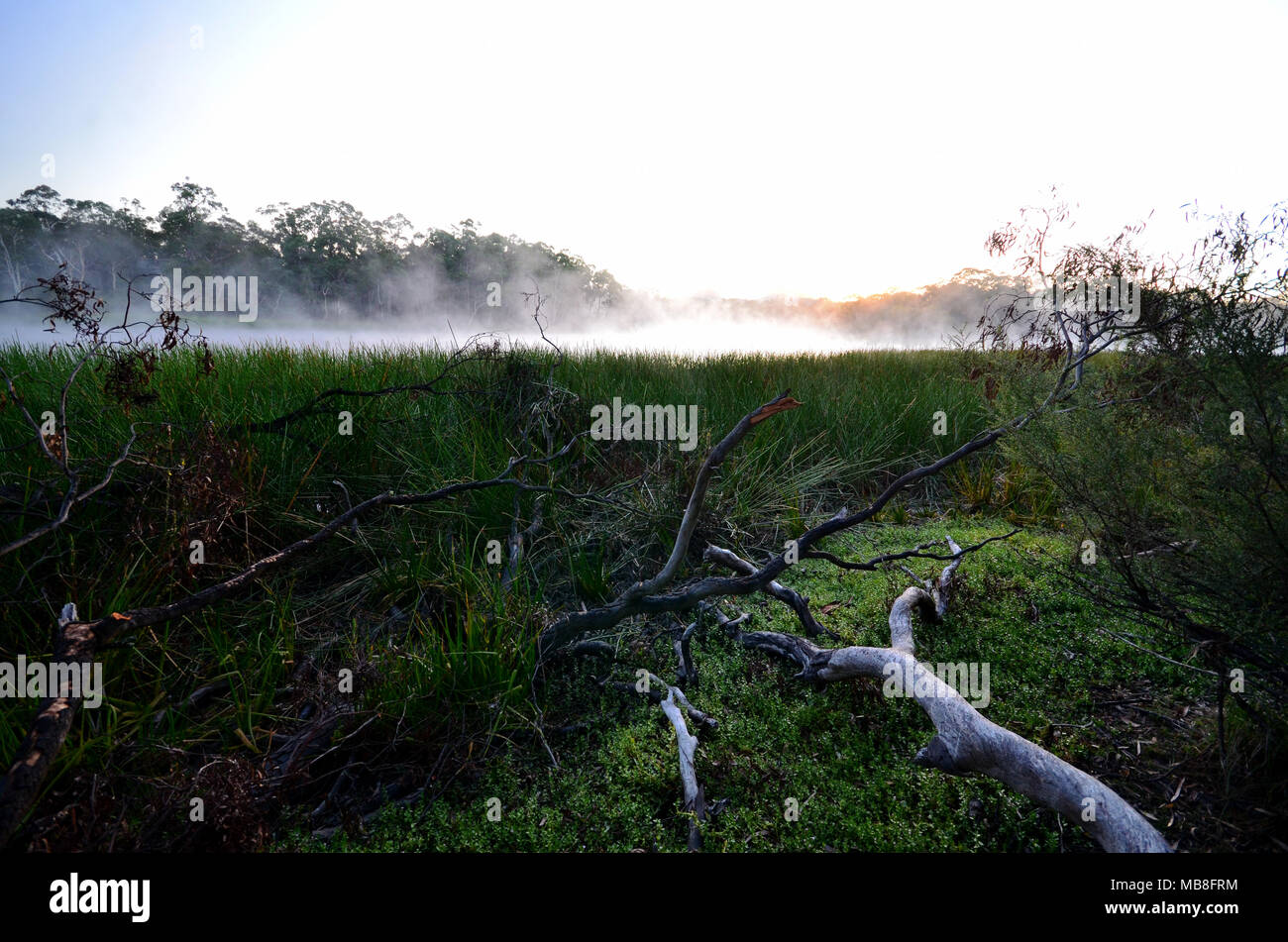 Mist rising from water landscape Dunns Swamp NSW Australia Stock Photo ...