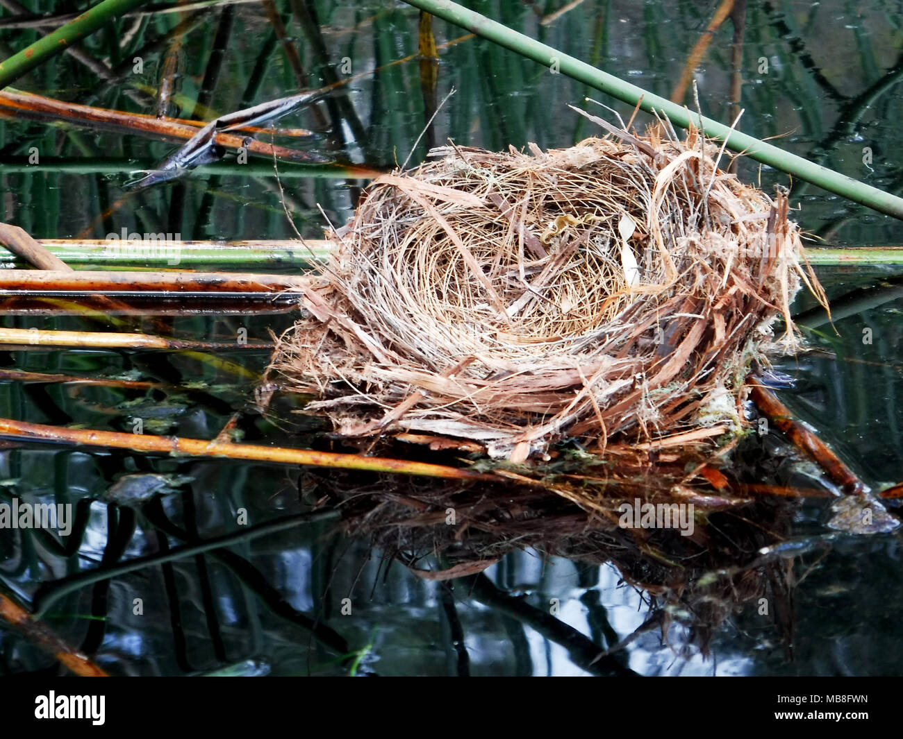 Destroyed bird nest hi-res stock photography and images - Alamy