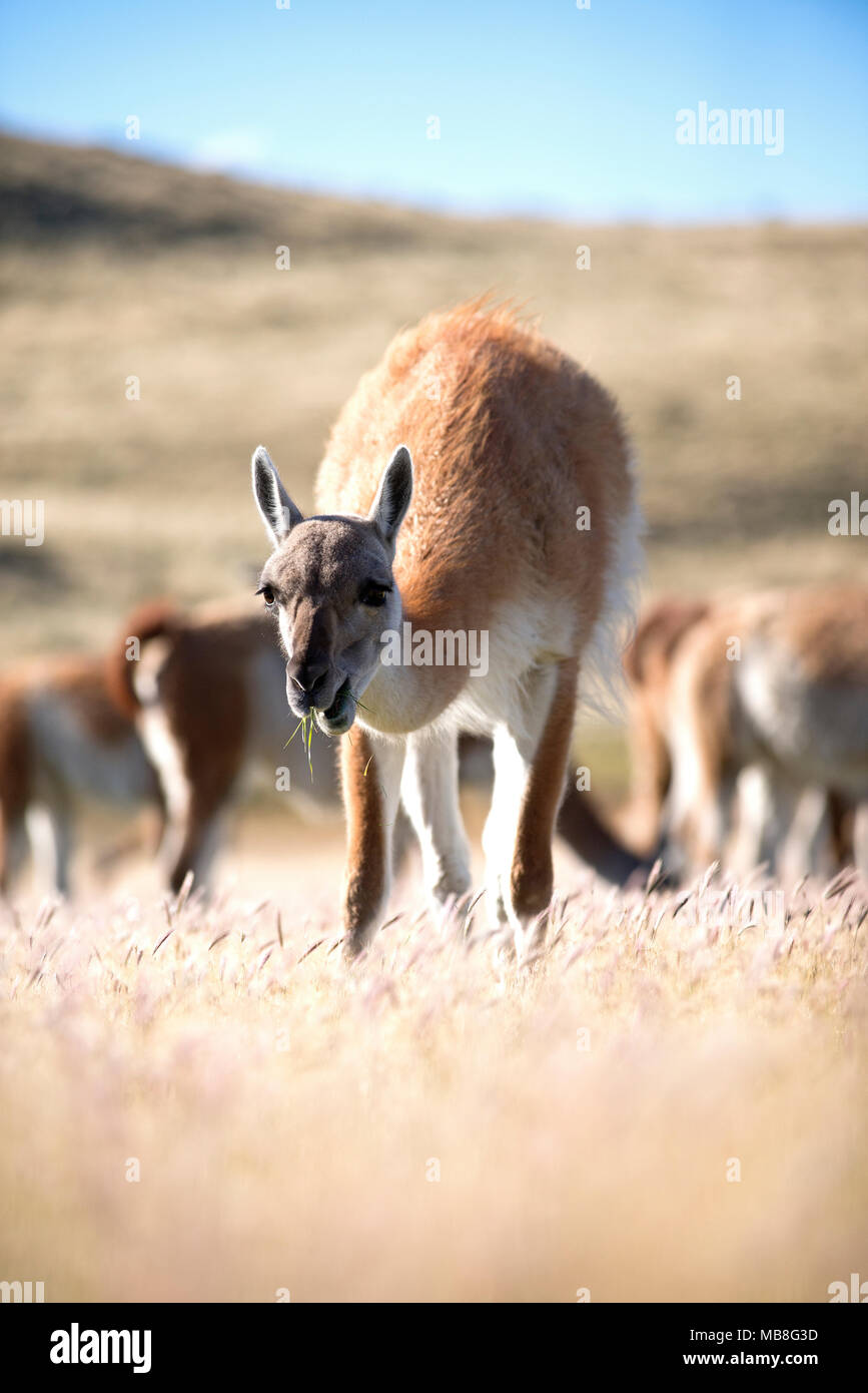 Guanaco eating on sunny hi-res stock photography and images - Alamy