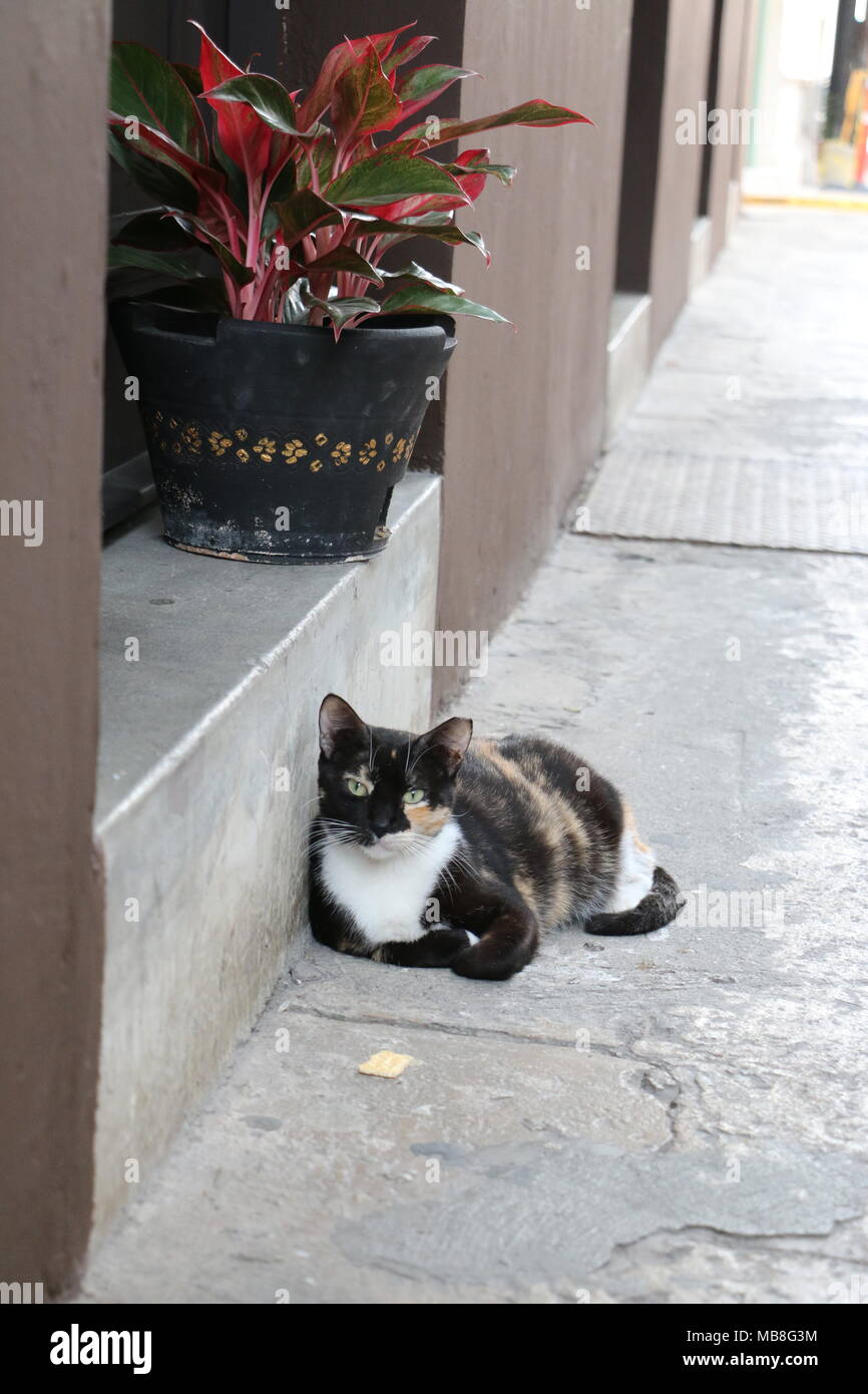 Cat in Casco Viejo Panama Stock Photo - Alamy