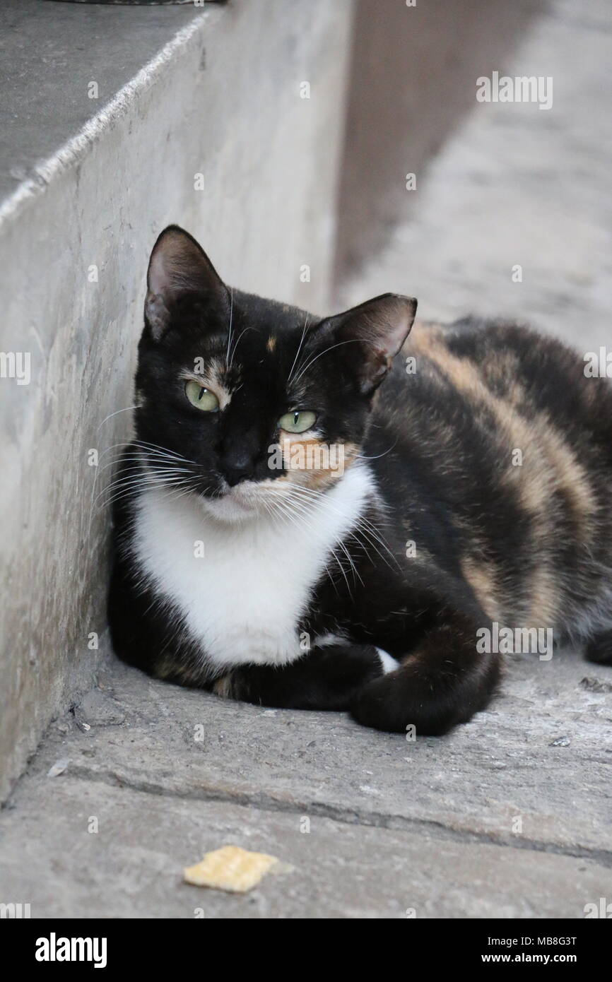 Cat in Casco Viejo Panama Stock Photo - Alamy