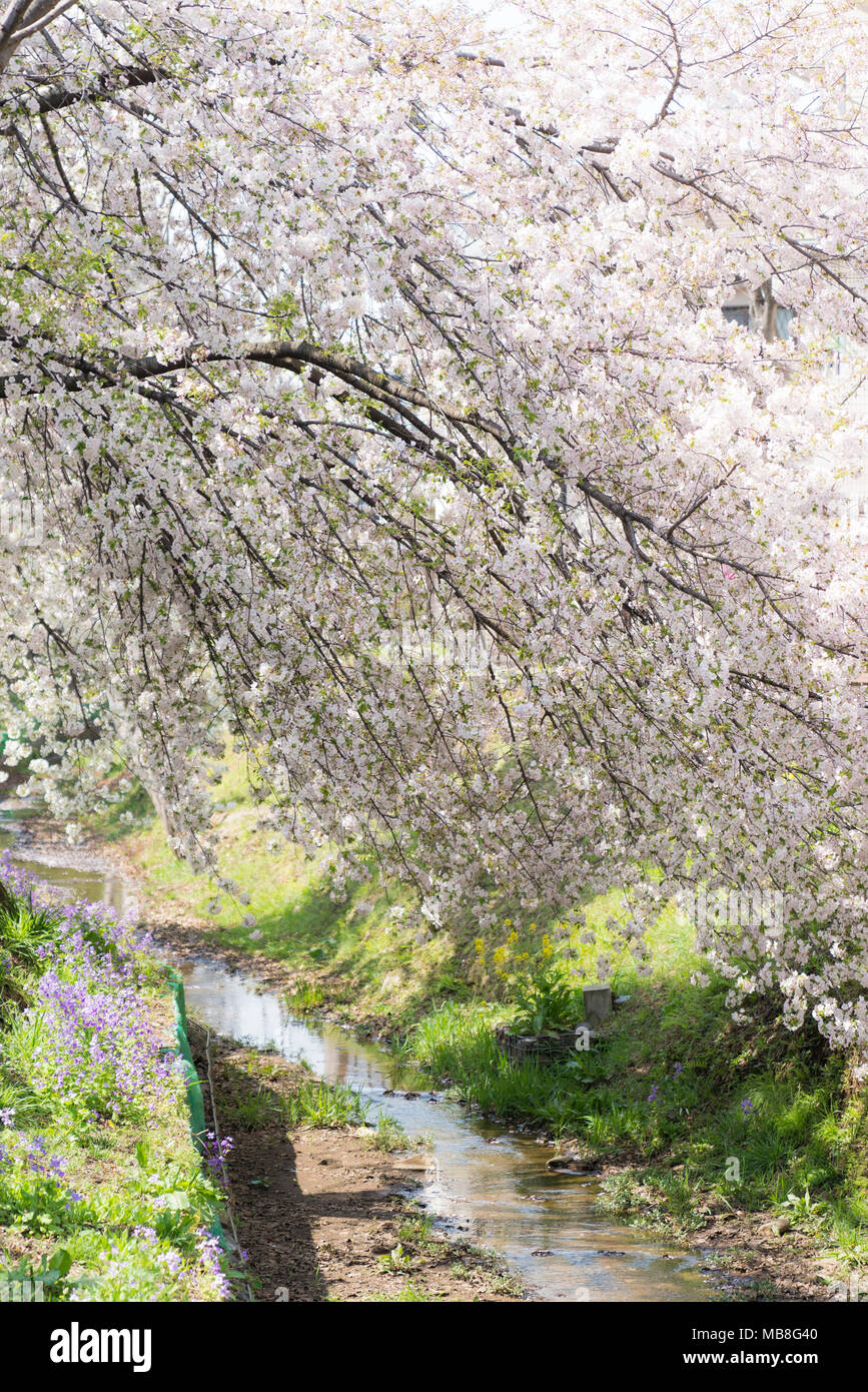 Tamagawa japan hi-res stock photography and images - Alamy