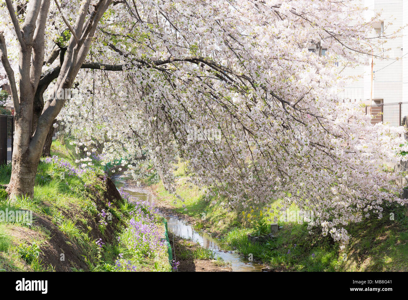Tamagawa japan hi-res stock photography and images - Alamy