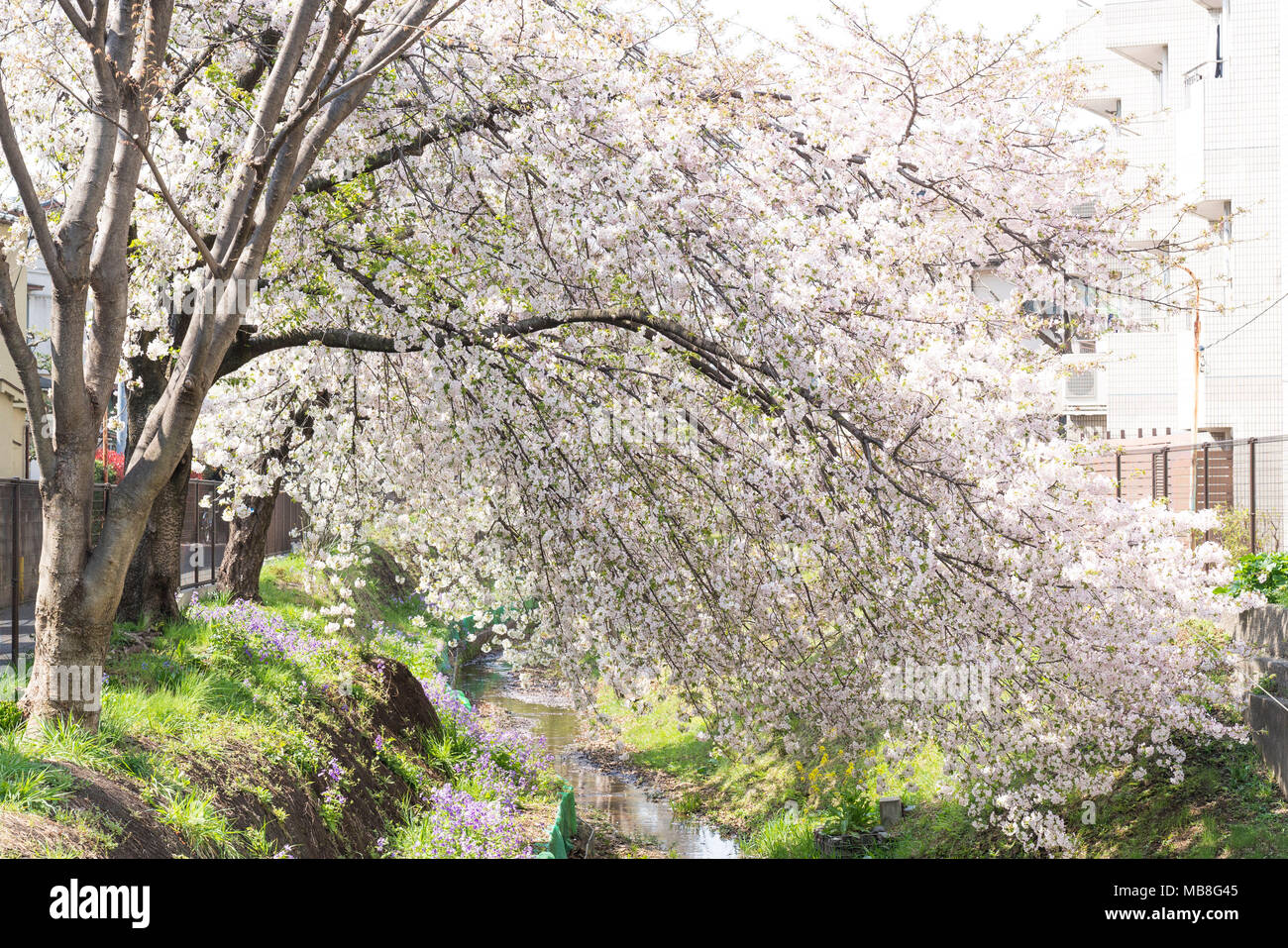 Shibuya stream japan hi-res stock photography and images - Alamy
