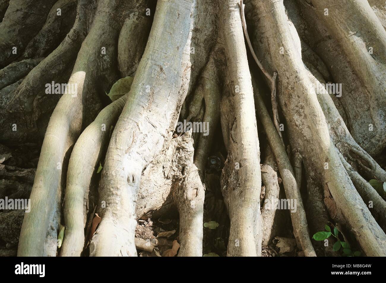 Big Tree Roots System of The Tree Growing and Branching on The Ground ...