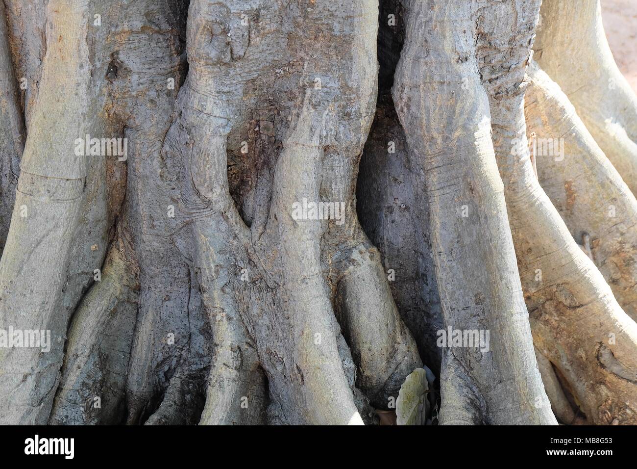 Big Tree Roots System of The Tree Growing and Branching on The Ground ...