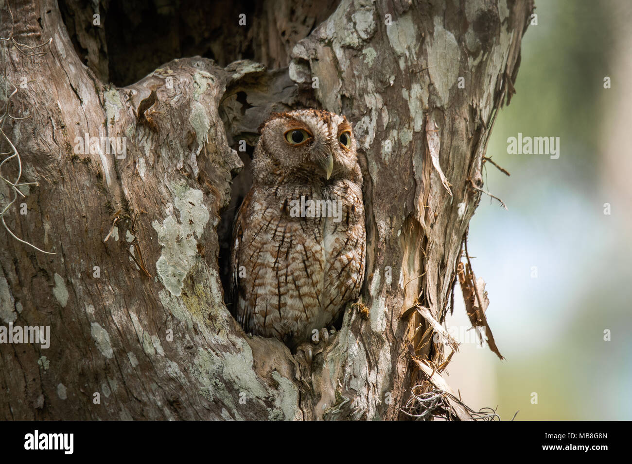 Owl Tree Hole High Resolution Stock Photography and Images - Alamy