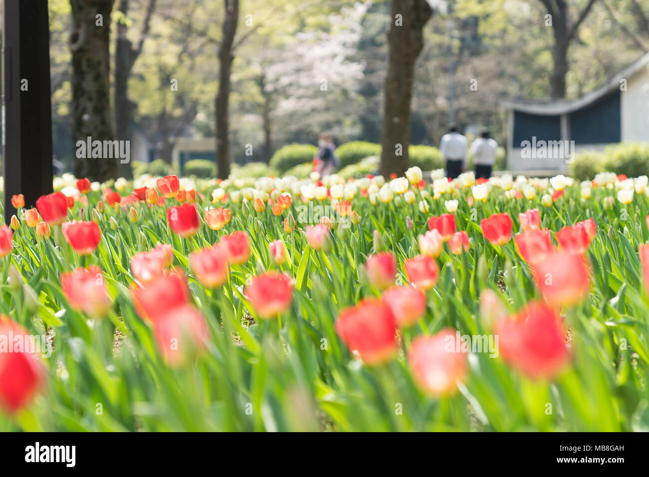 Spring scene at Hibiya Park, Chiyoda-Ku, Tokyo, Japan Stock Photo - Alamy
