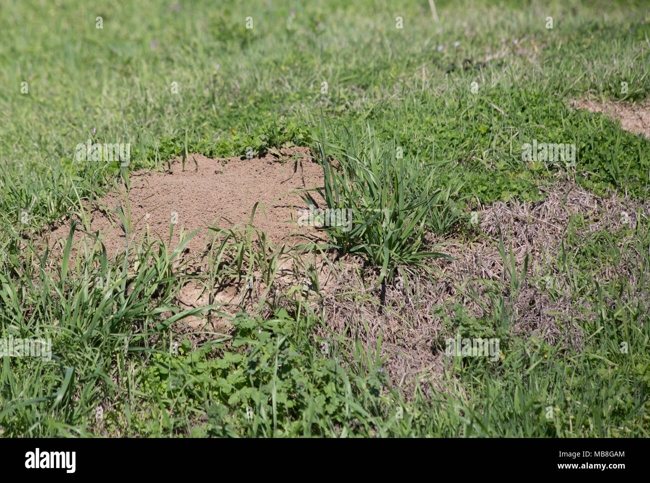 Small anthill built on bright, green lawn grass Stock Photo - Alamy