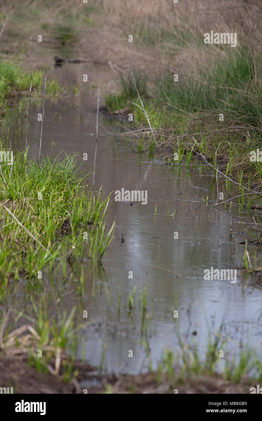 Small, narrow water slough at the edge of a bayou Stock Photo - Alamy