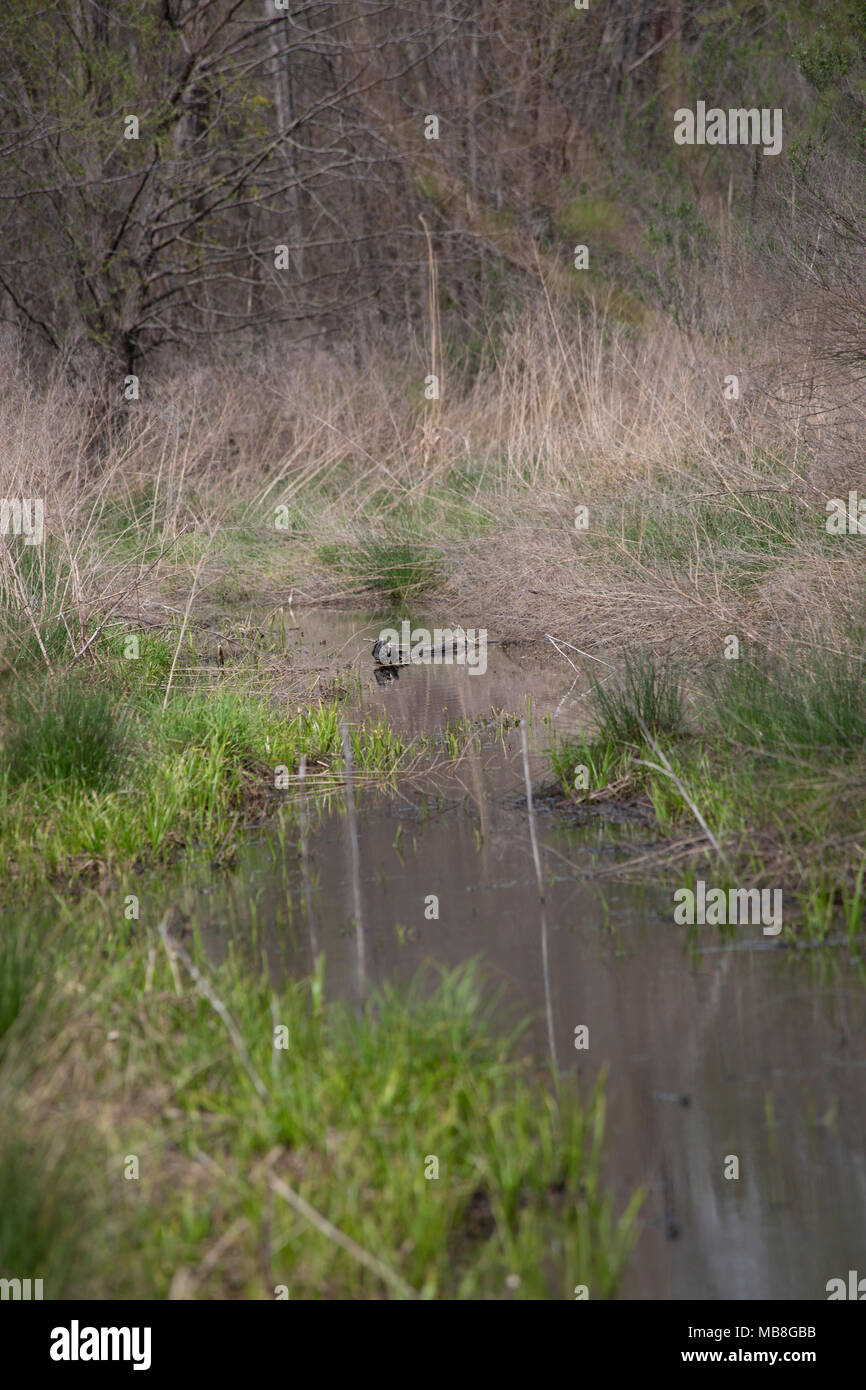 Freshwater slough hi-res stock photography and images - Alamy