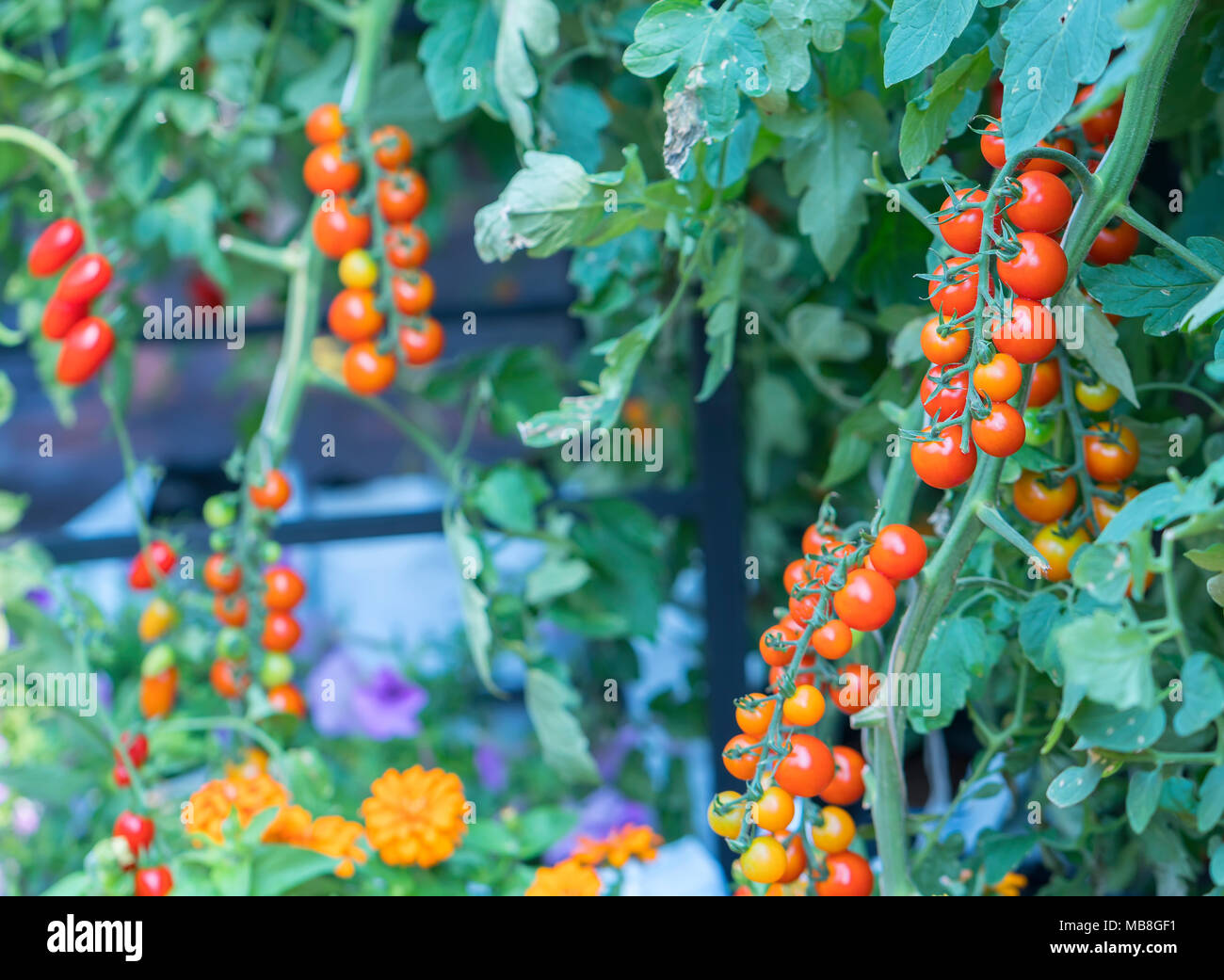Tomatoes Prepared In The Garden This Is A Fruit Rich In Anthocyanin