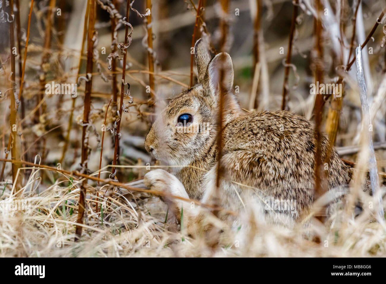 Peter cottontail hi-res stock photography and images - Alamy