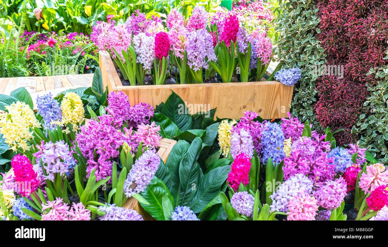 Flowerbeds in the park decorated many kinds of flowers in bursts of ...