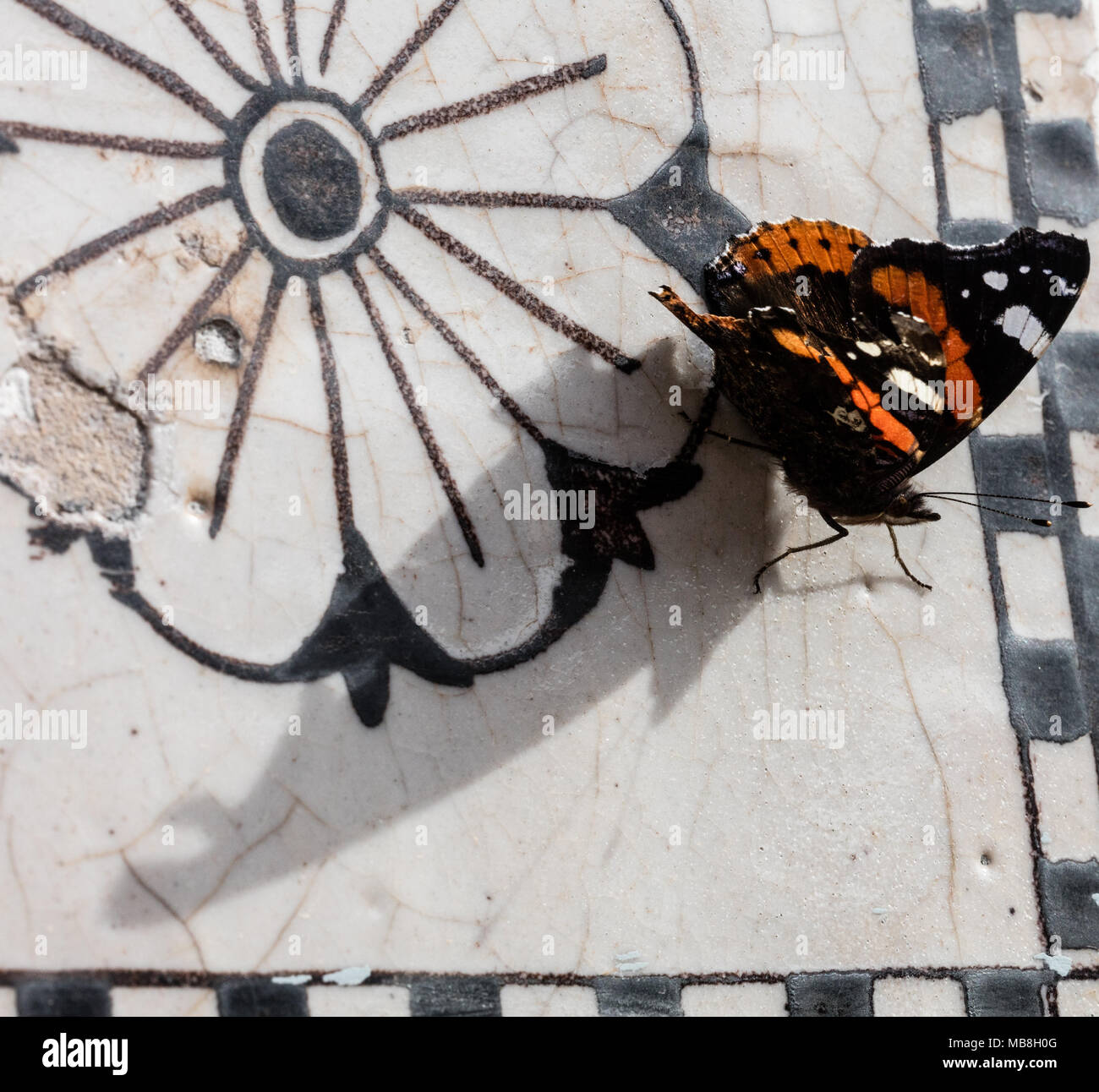 Yeoman butterfly hi-res stock photography and images - Alamy