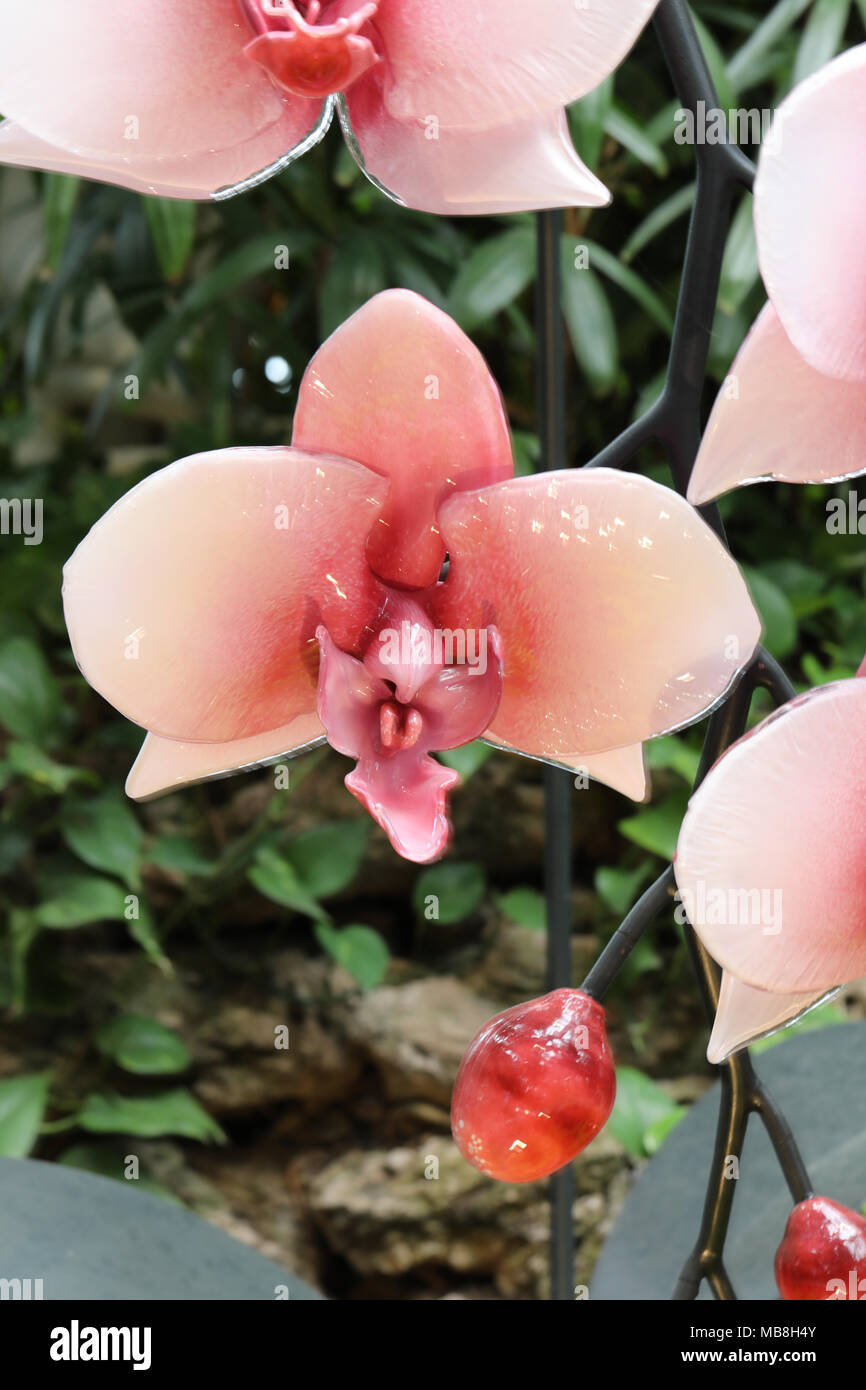 Beautiful mages of Orchids shot at Phipps Conservatory, intermixed with ...