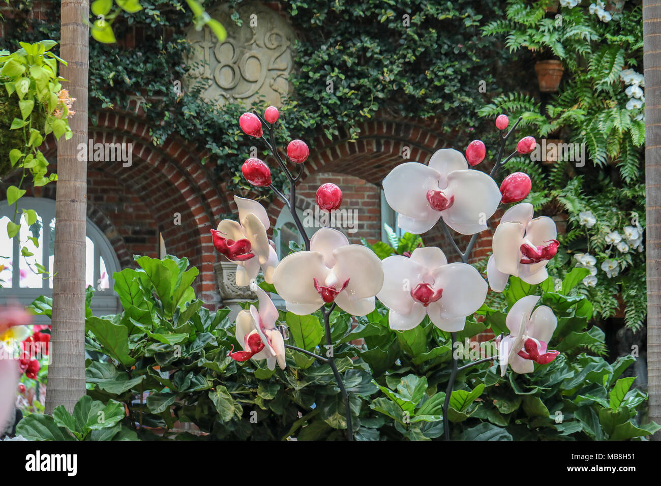 Beautiful mages of Orchids shot at Phipps Conservatory, intermixed with ...
