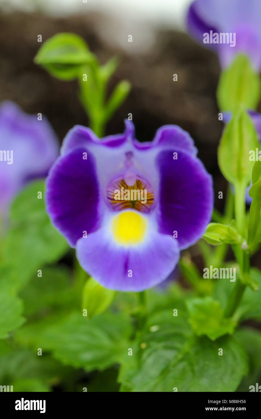 Beautiful mages of Orchids shot at Phipps Conservatory, intermixed with ...