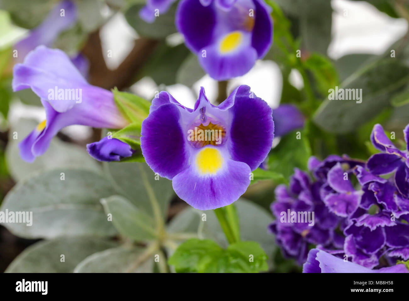 Beautiful mages of Orchids shot at Phipps Conservatory, intermixed with ...