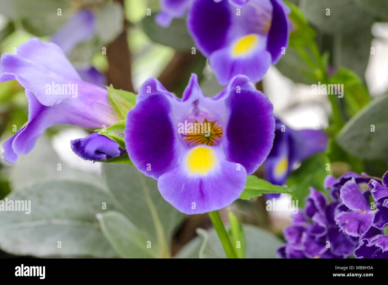 Beautiful mages of Orchids shot at Phipps Conservatory, intermixed with ...