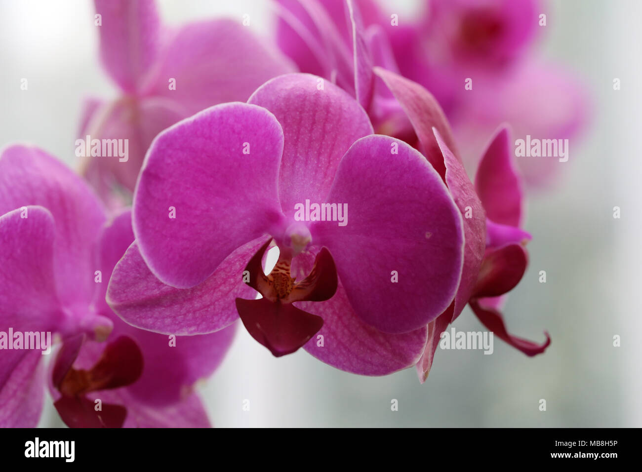 Beautiful mages of Orchids shot at Phipps Conservatory, intermixed with ...