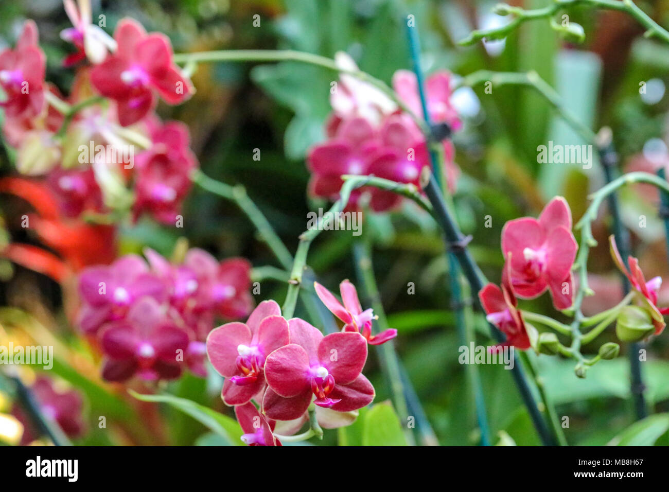 Beautiful mages of Orchids shot at Phipps Conservatory, intermixed with ...