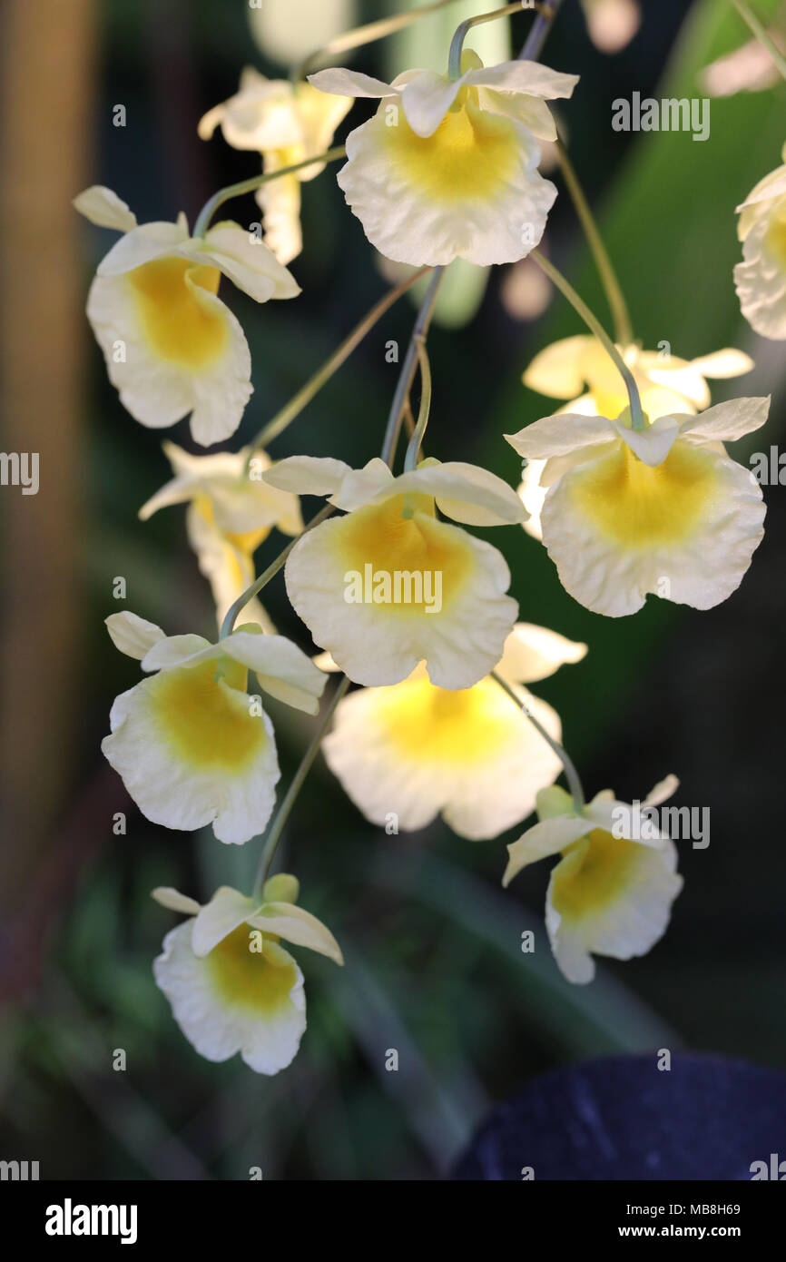 Beautiful mages of Orchids shot at Phipps Conservatory, intermixed with ...