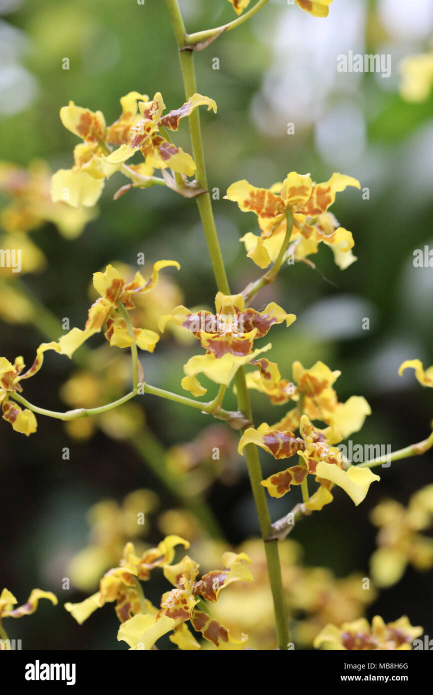 Beautiful mages of Orchids shot at Phipps Conservatory, intermixed with ...