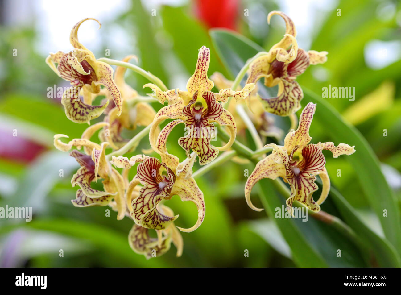 Beautiful mages of Orchids shot at Phipps Conservatory, intermixed with ...