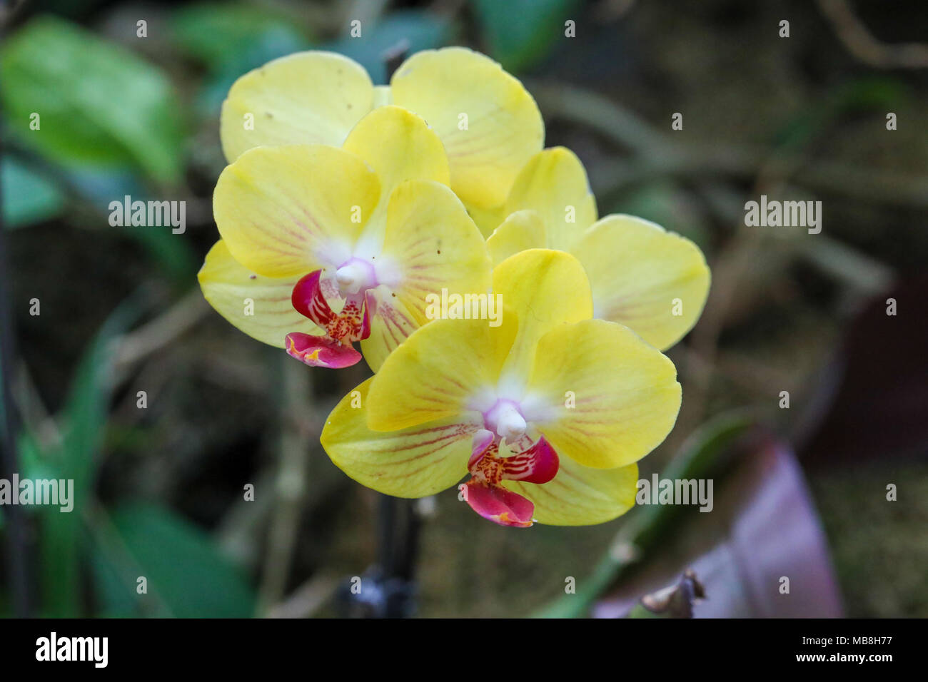 Beautiful mages of Orchids shot at Phipps Conservatory, intermixed with ...