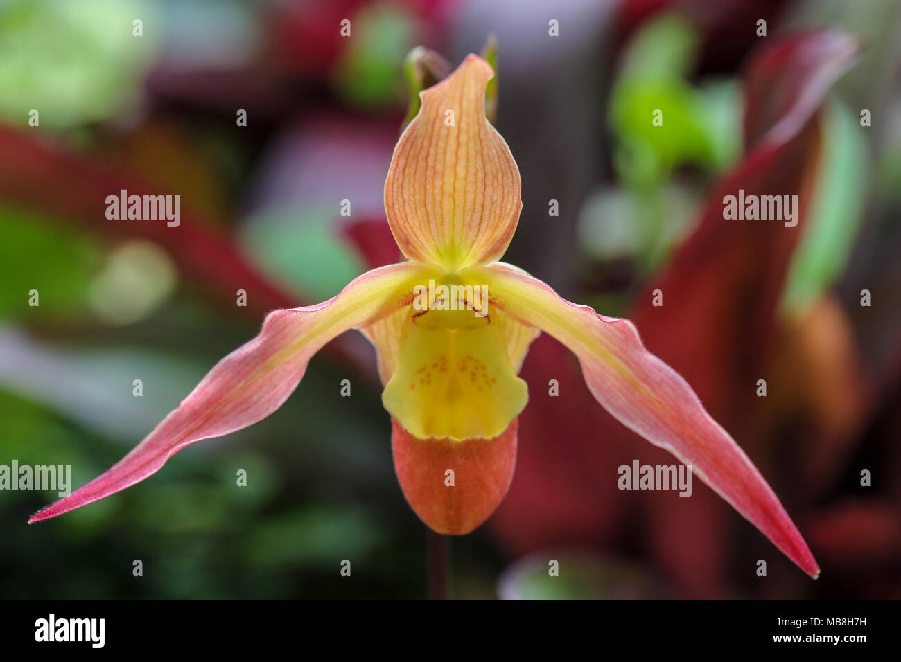 Beautiful mages of Orchids shot at Phipps Conservatory, intermixed with ...