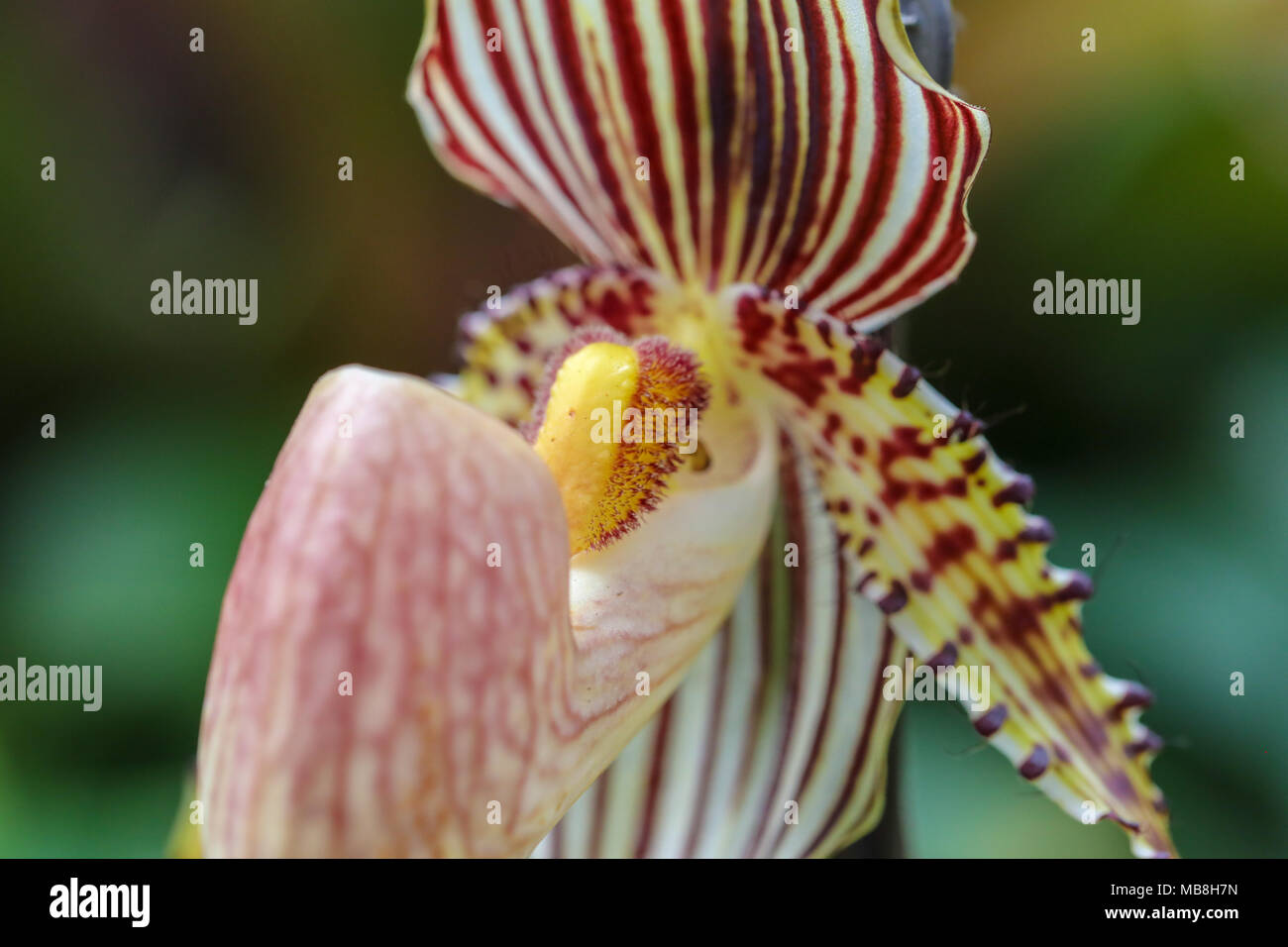 Beautiful mages of Orchids shot at Phipps Conservatory, intermixed with ...